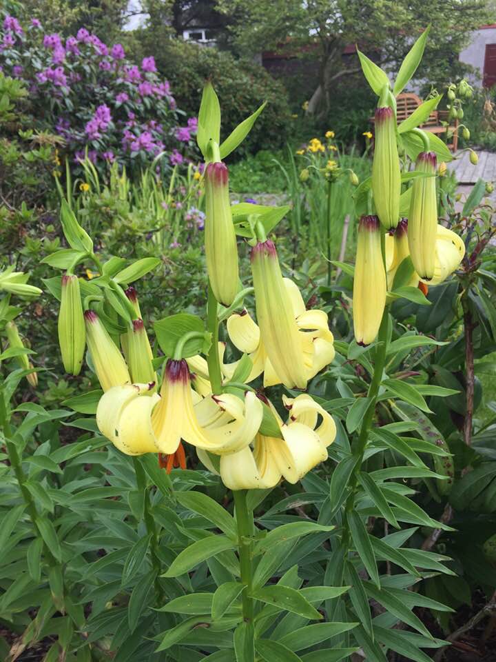 Lilium szovitsianum – Lilium Division IX