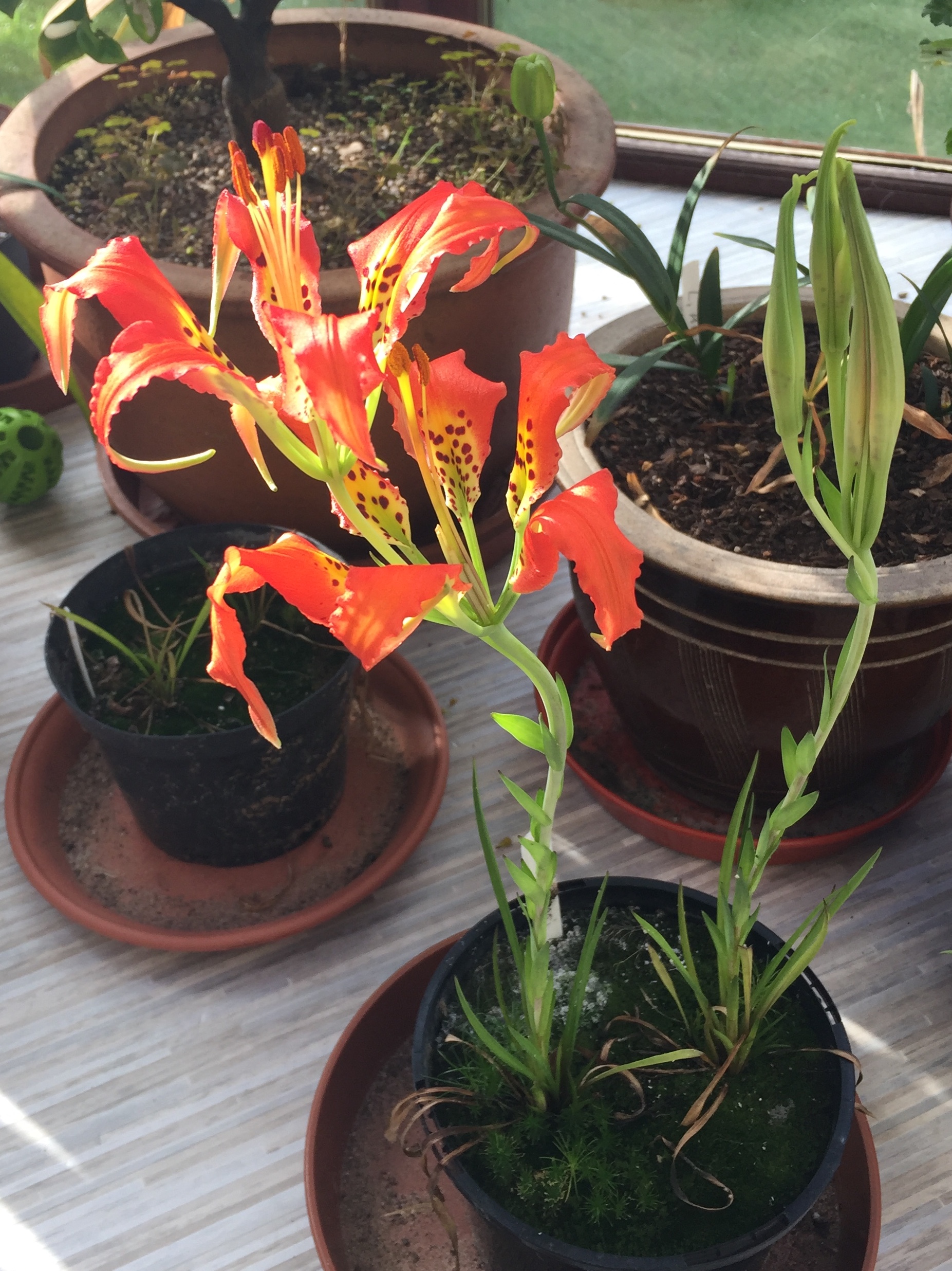 Lilium catesbaei – Lilium Division IX