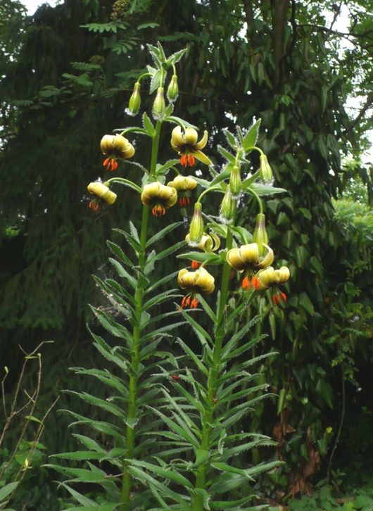 Lilium ciliatum – Lilium Division IX