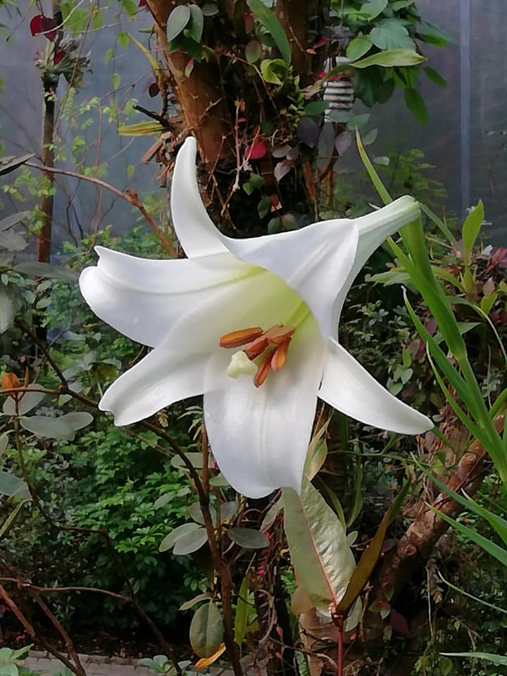 Lilium philippinense – Lilium Division IX