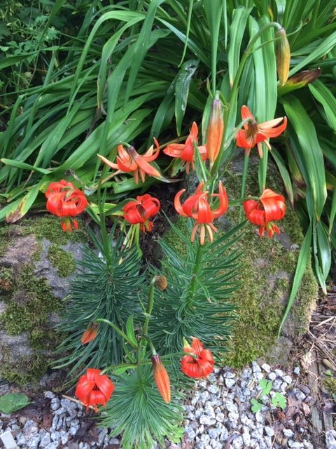 Lilium pomponium – Lilium Division IX