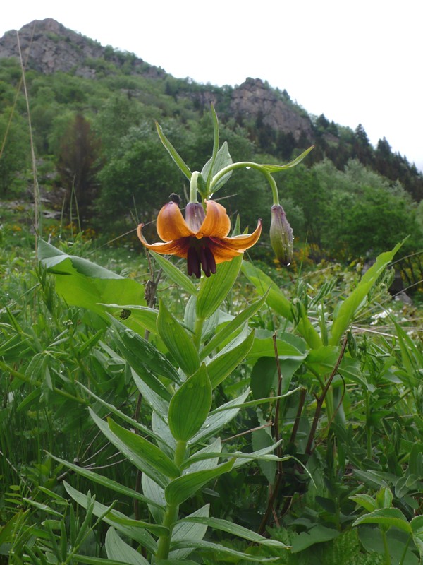 Lilium ponticum var. ponticum – Lilium Division IX