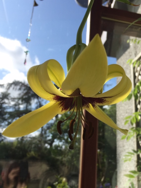 Lilium primulinum var. burmanicum – Lilium Division IX
