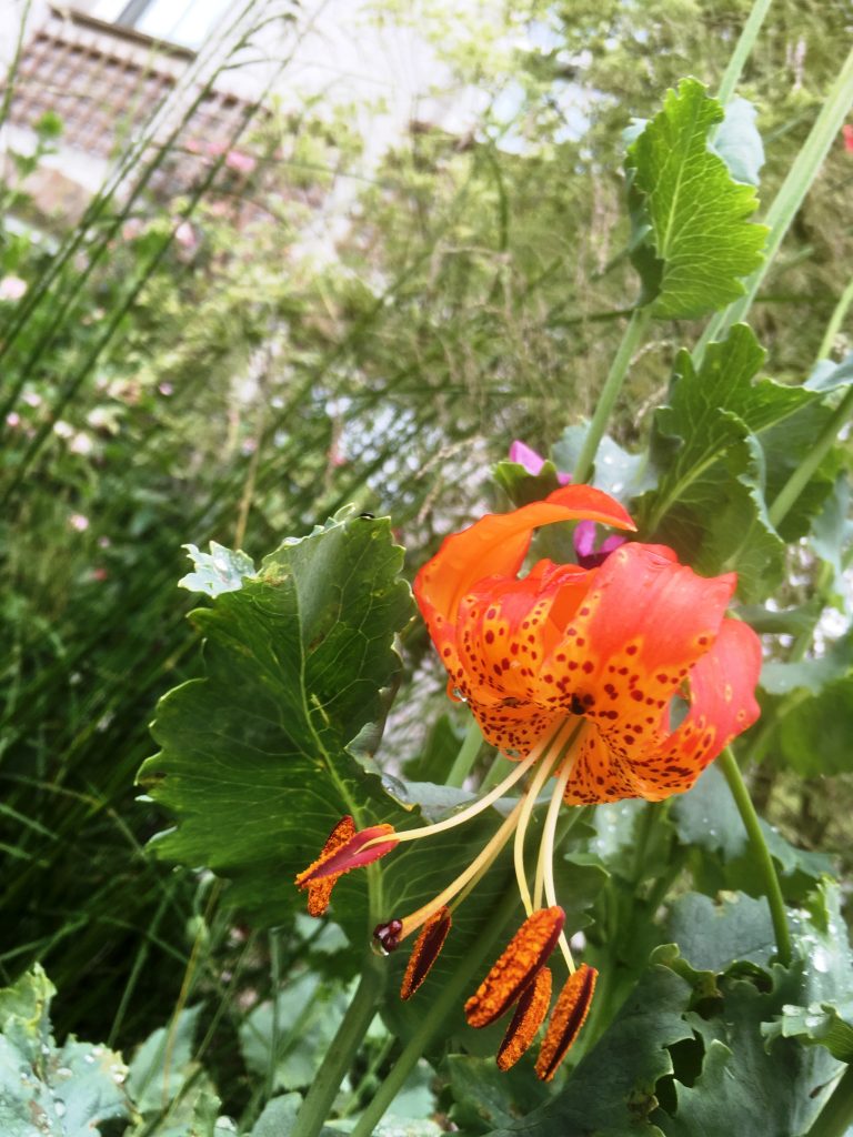 Lilium vollmeri – Lilium Division IX