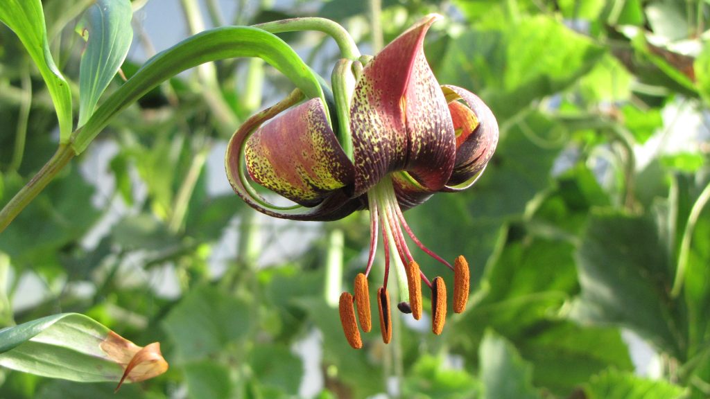 Lilium primulinum var. burmanicum – Lilium Division IX