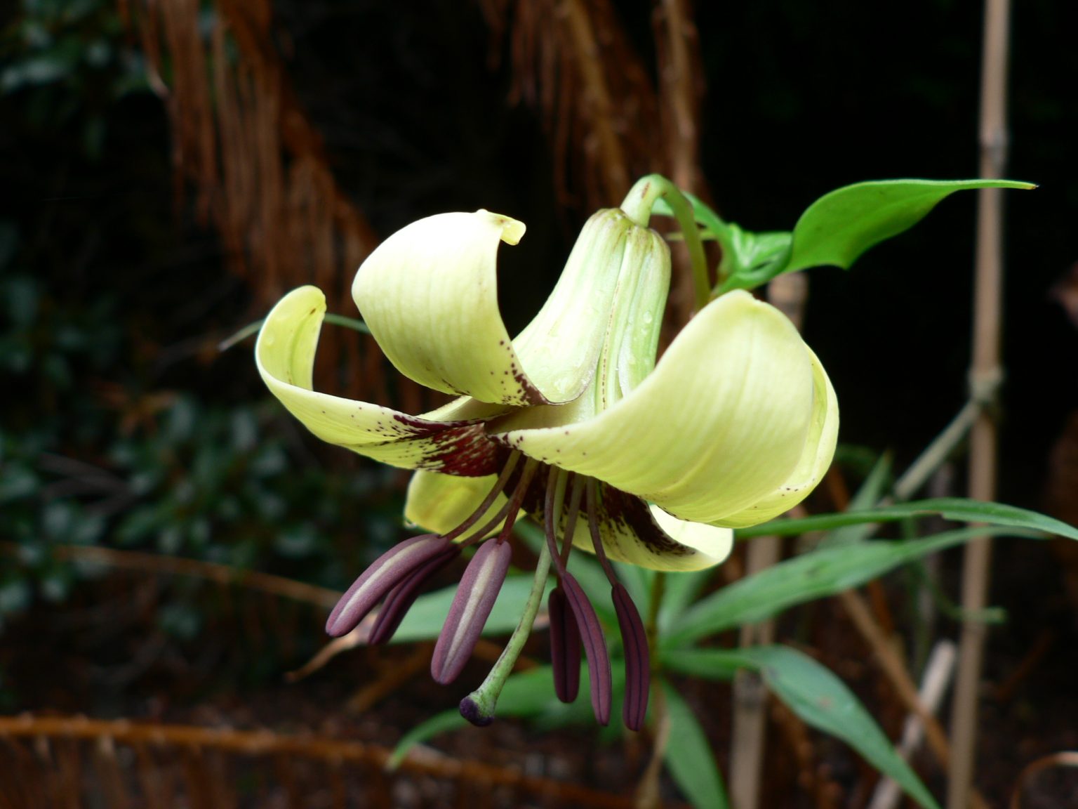 Lilium primulinum var. burmanicum – Lilium Division IX