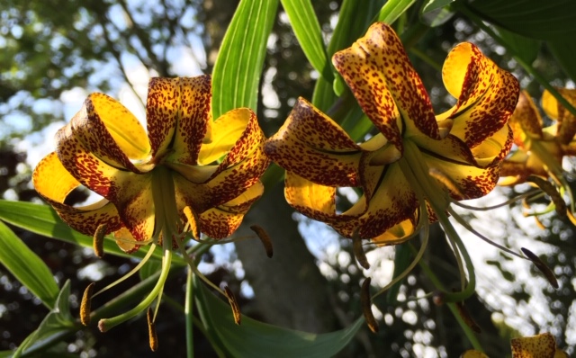 Lilium tenii (lijiangense) – Lilium Division IX