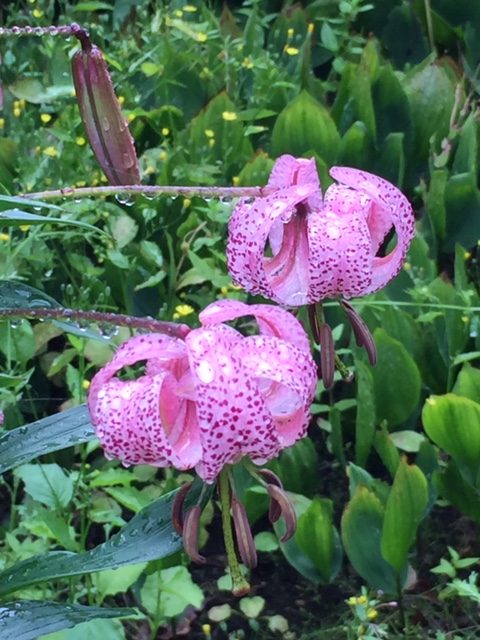Lilium wardii – Lilium Division IX