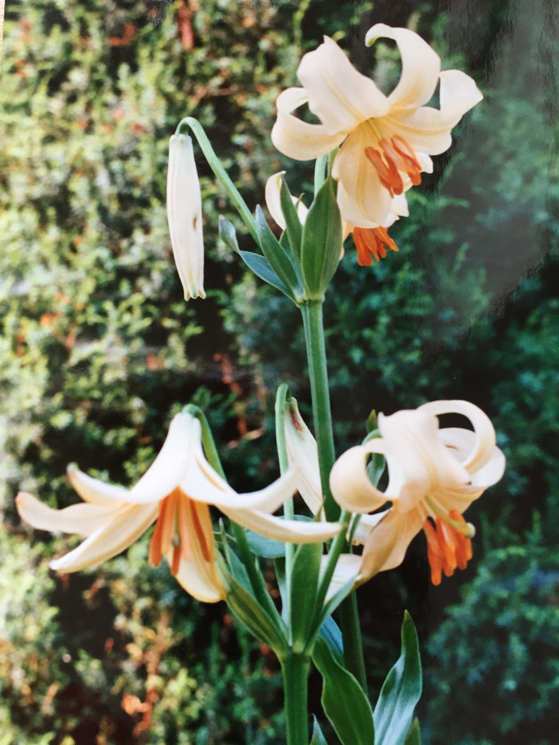 Lilium x testaceum – Lilium Division IX