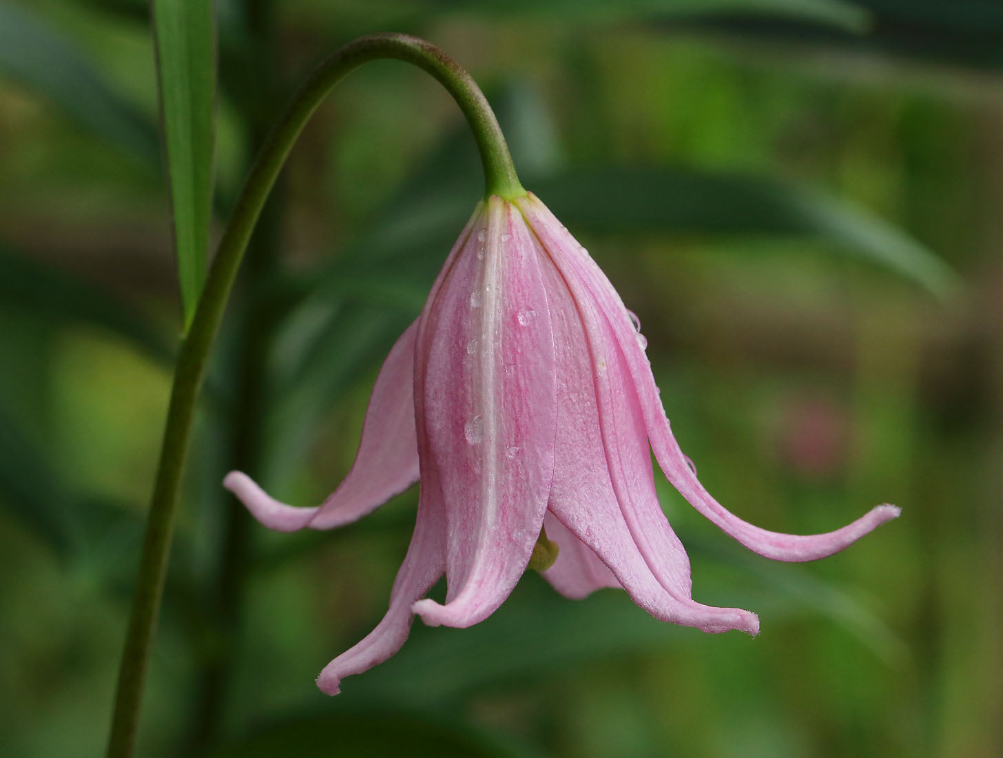 Lilium amoenum – Lilium Division IX