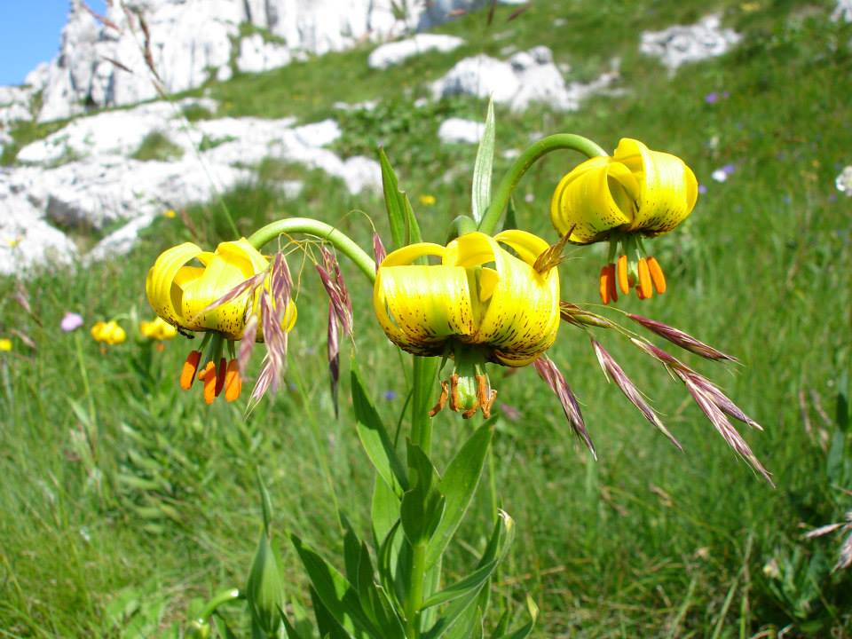 Lilium bosniacum – Lilium Division IX
