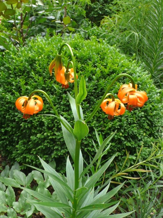Lilium carniolicum – Lilium Division IX