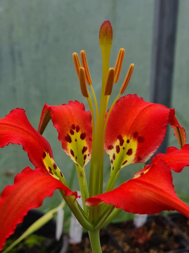 Lilium catesbaei – Lilium Division IX