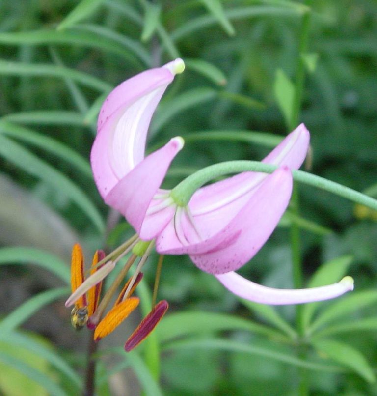 Lilium cernuum – Lilium Division IX