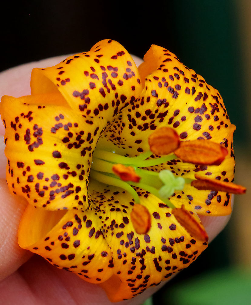 Lilium columbianum – Lilium Division IX