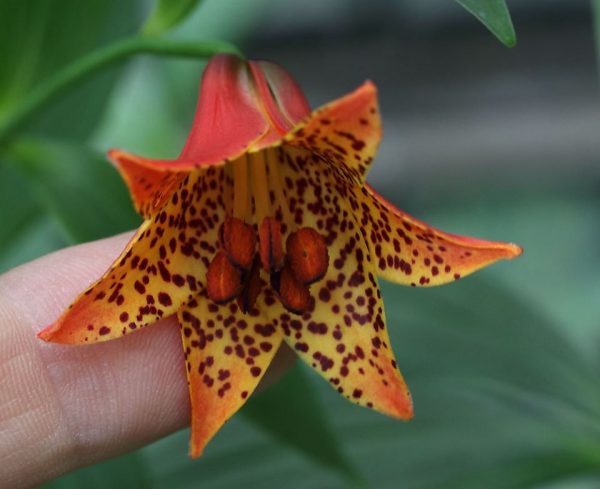 Lilium grayi – Lilium Division IX