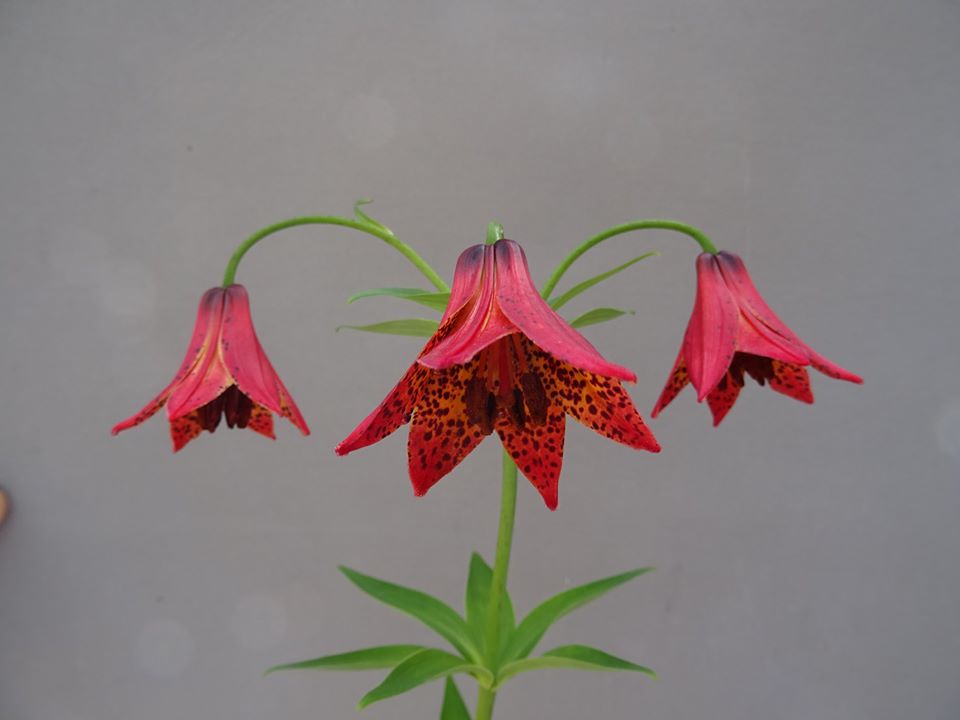 Lilium grayi – Lilium Division IX