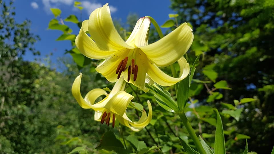 Lilium kesselringianum – Lilium Division IX