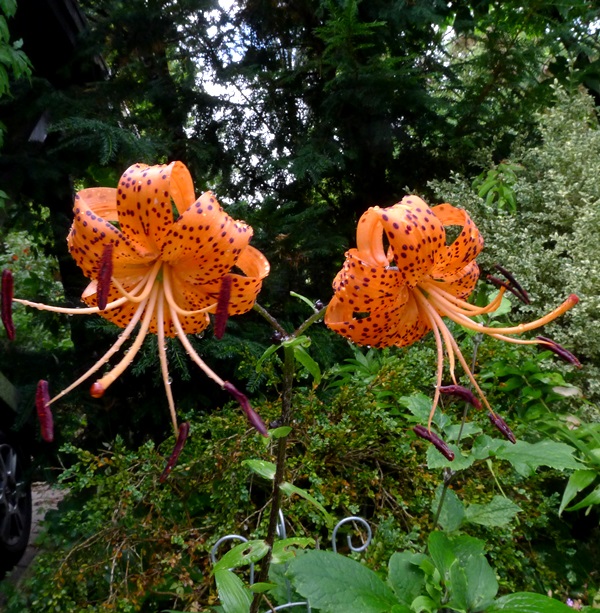 Lilium lancifolium – Lilium Division IX