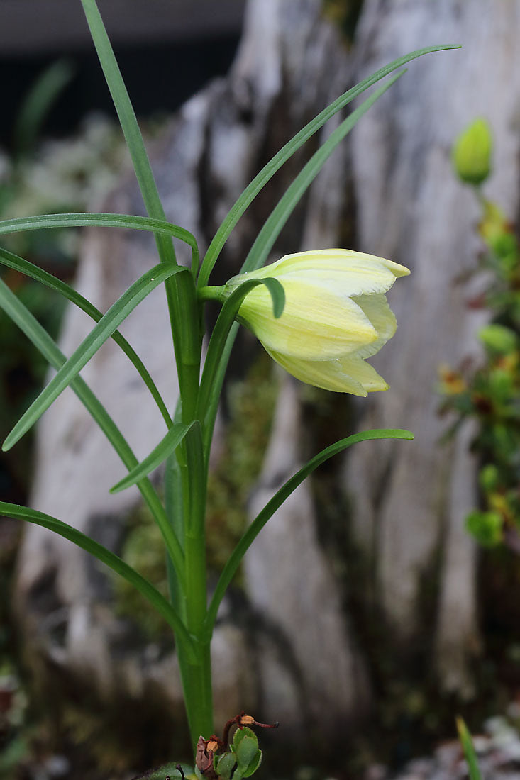 Lilium nanum var. flavidum – Lilium Division IX