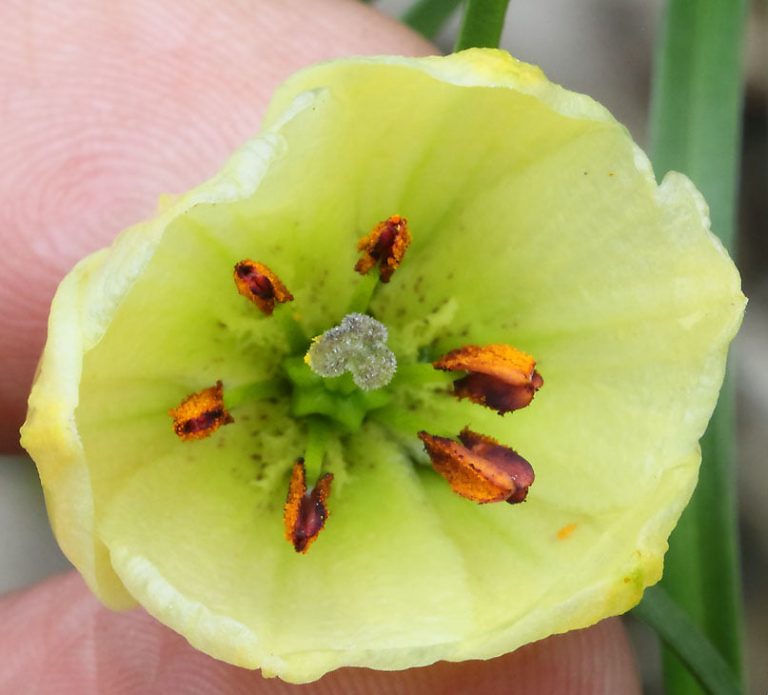 Lilium nanum var. flavidum – Lilium Division IX
