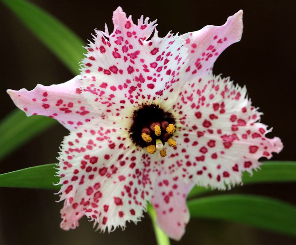Lilium pardanthinum – Lilium Division IX