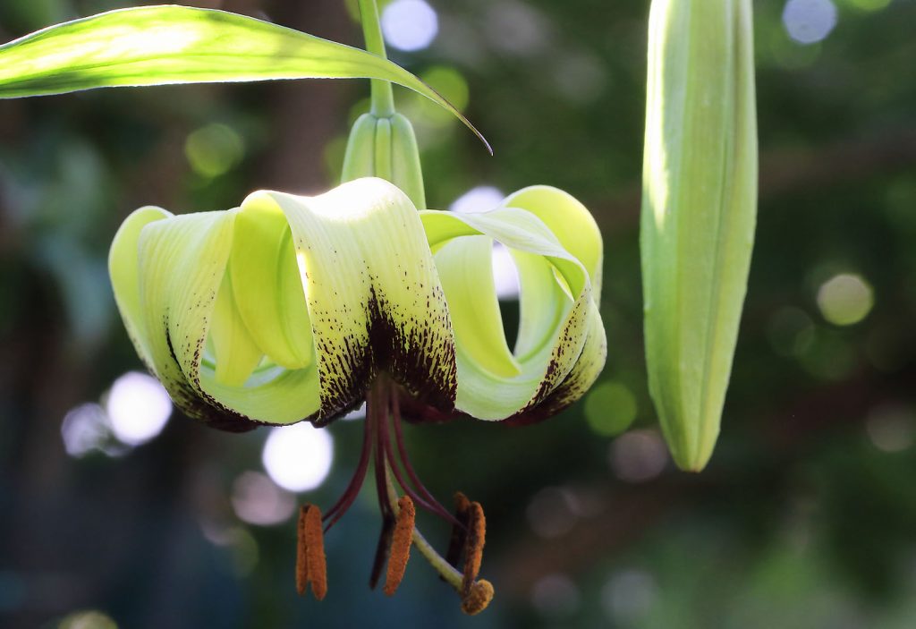 Lilium primulinum var. burmanicum – Lilium Division IX