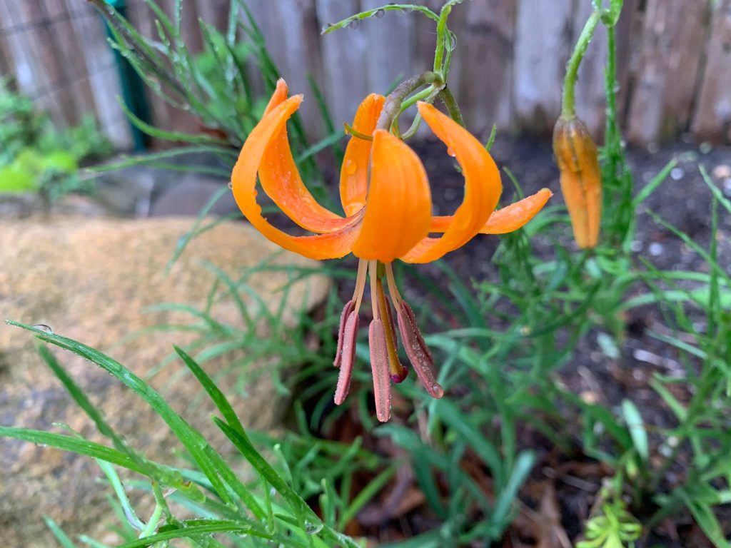 Lilium pumilum – Lilium Division IX