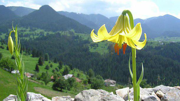 Lilium rhodopeum – Lilium Division IX