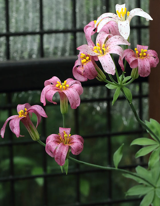 Lilium rubescens – Lilium Division IX