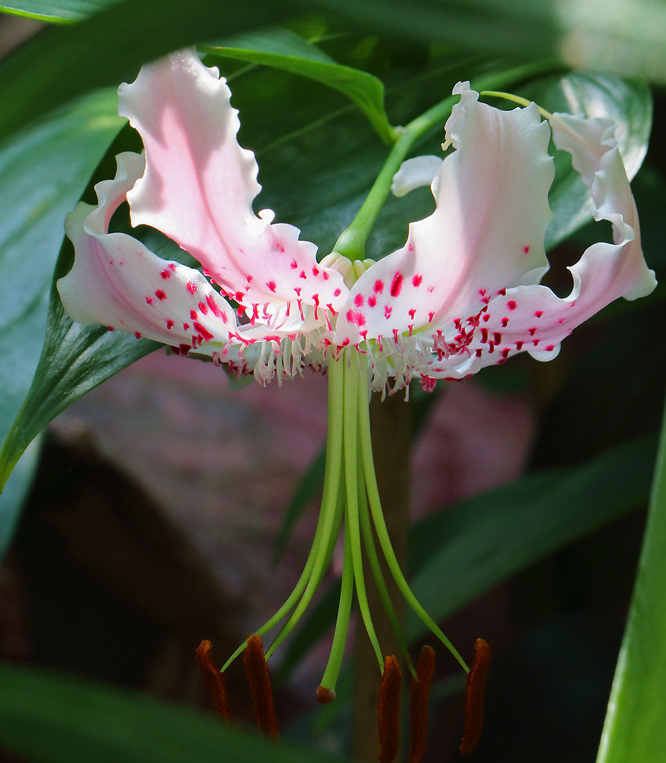 Lilium speciosum var. clivorum – Lilium Division IX