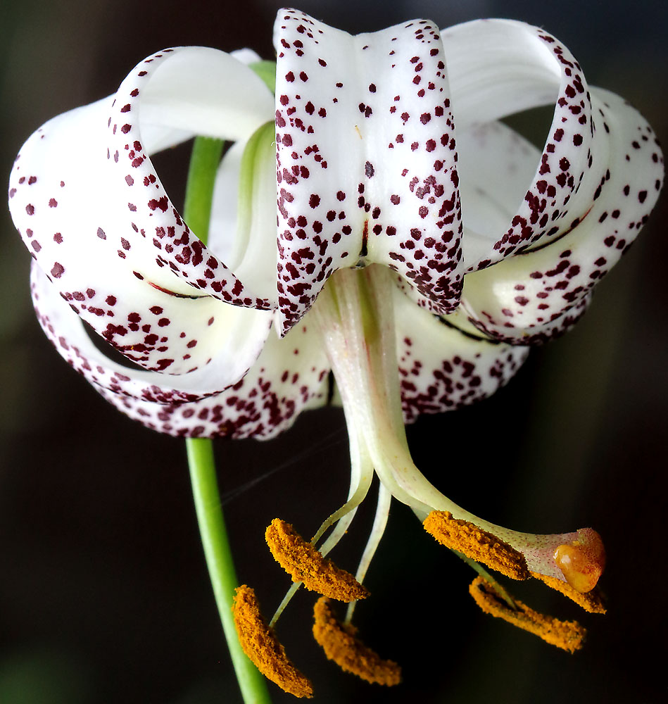 Lilium taliense – Lilium Division IX