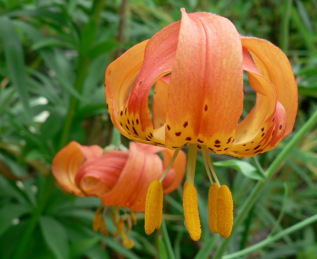 Lilium wigginsii – Lilium Division IX