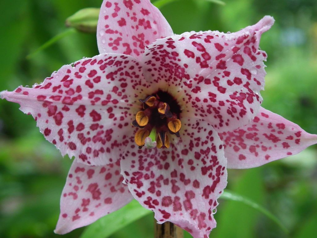 Lilium meleagrinum – Lilium Division IX