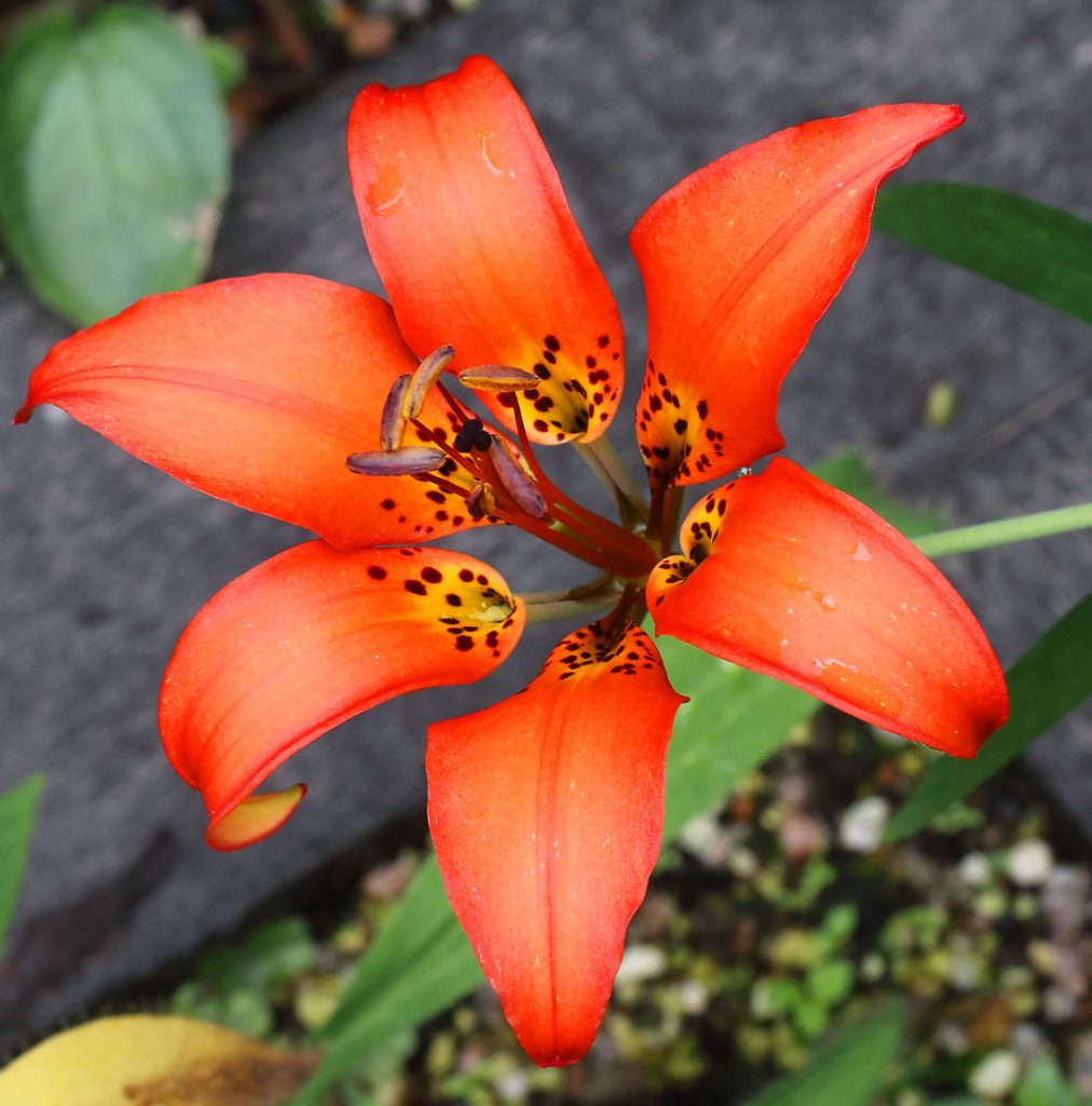 Lilium philadelphicum – Lilium Division IX