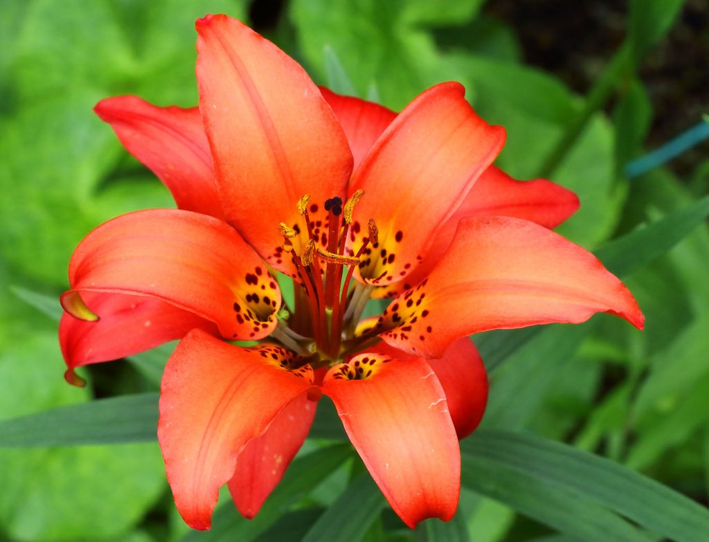 Lilium philadelphicum – Lilium Division IX