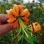 Lilium rosthornii – Lilium Division IX