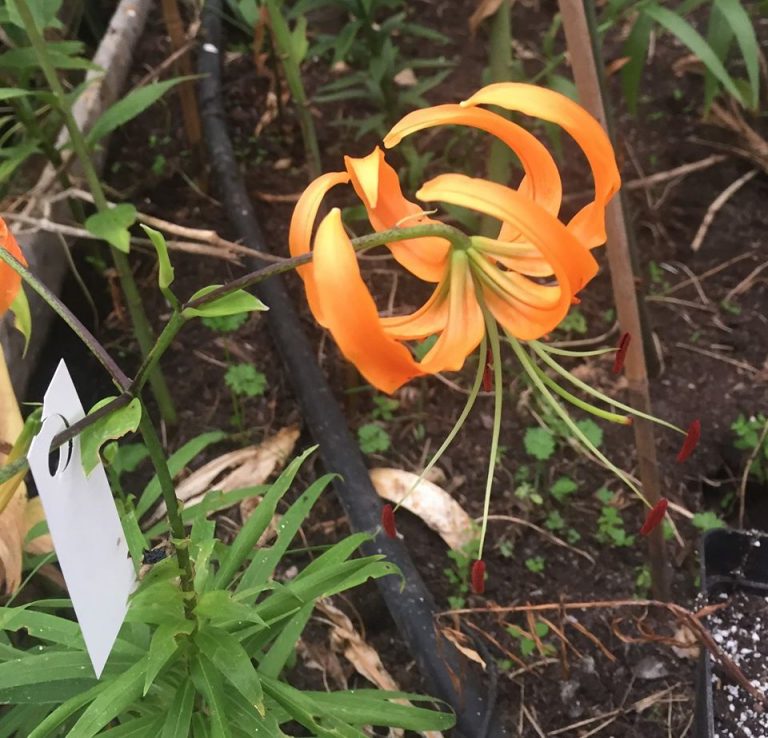 Lilium rosthornii – Lilium Division IX