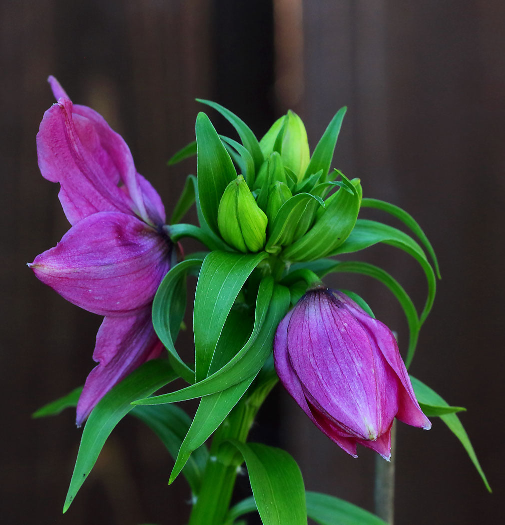 Lilium apertum ex Nujiang (blue anthers strain) – Lilium Division IX
