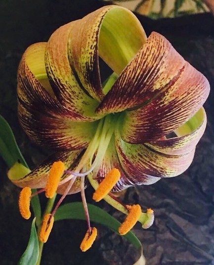 Lilium primulinum var. ochraceum Rock´s variety – Lilium Division IX