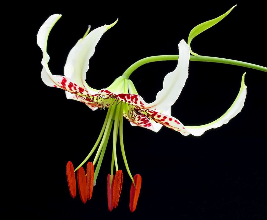 latest news – Lilium Division IX