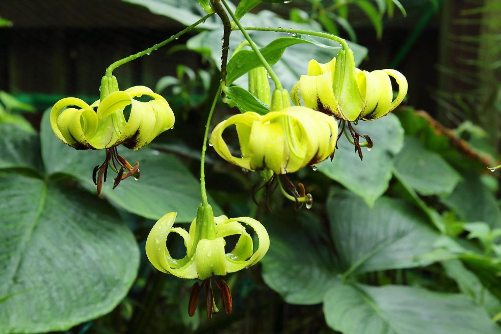 Lilium primulinum var. burmanicum ex Yunnan (Yijia Wang) – Lilium ...