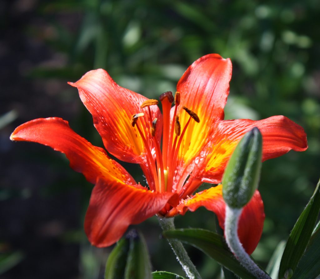 Lilium bulbiferum f. croceum (red strain) – Lilium Division IX