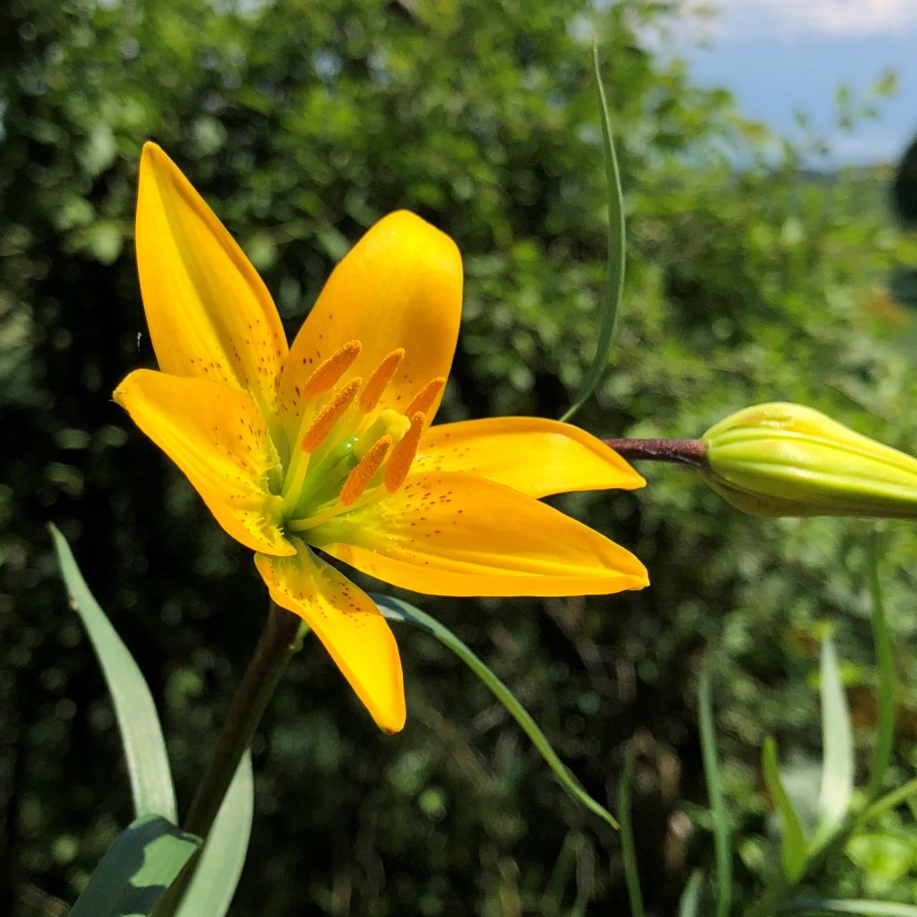 Lilium concolor var. mutsuanum (yellow strain) – Lilium Division IX