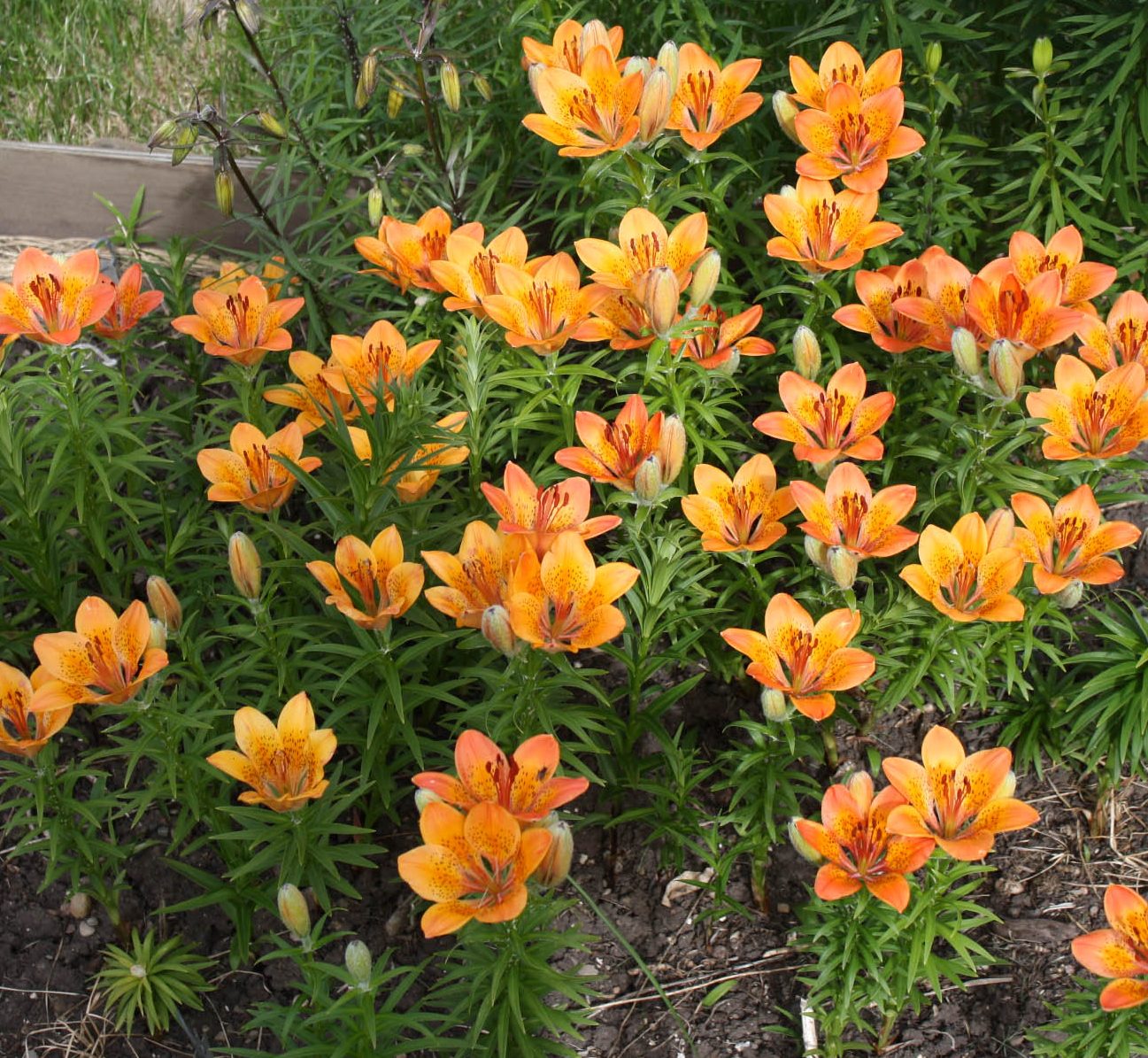 Lilium dauricum var. alpinum – Lilium Division IX