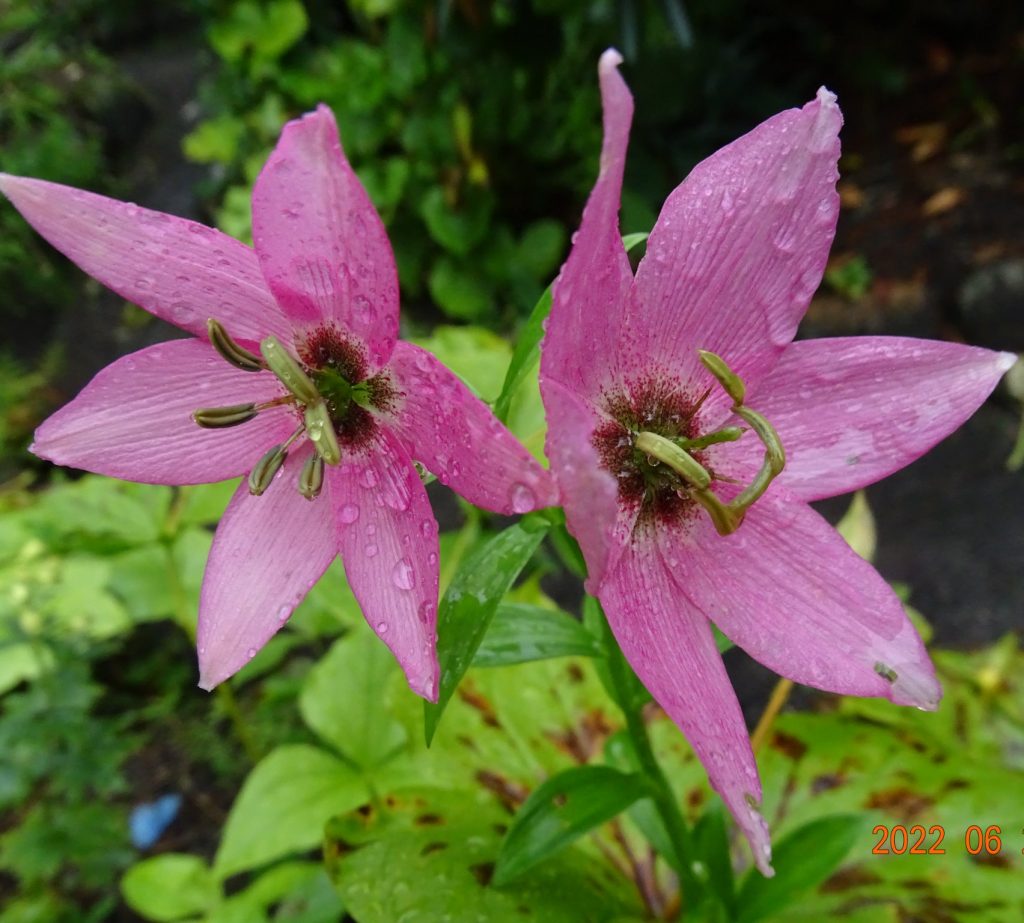 Lilium saluenense (Finn Carlsen´s stock) – Lilium Division IX
