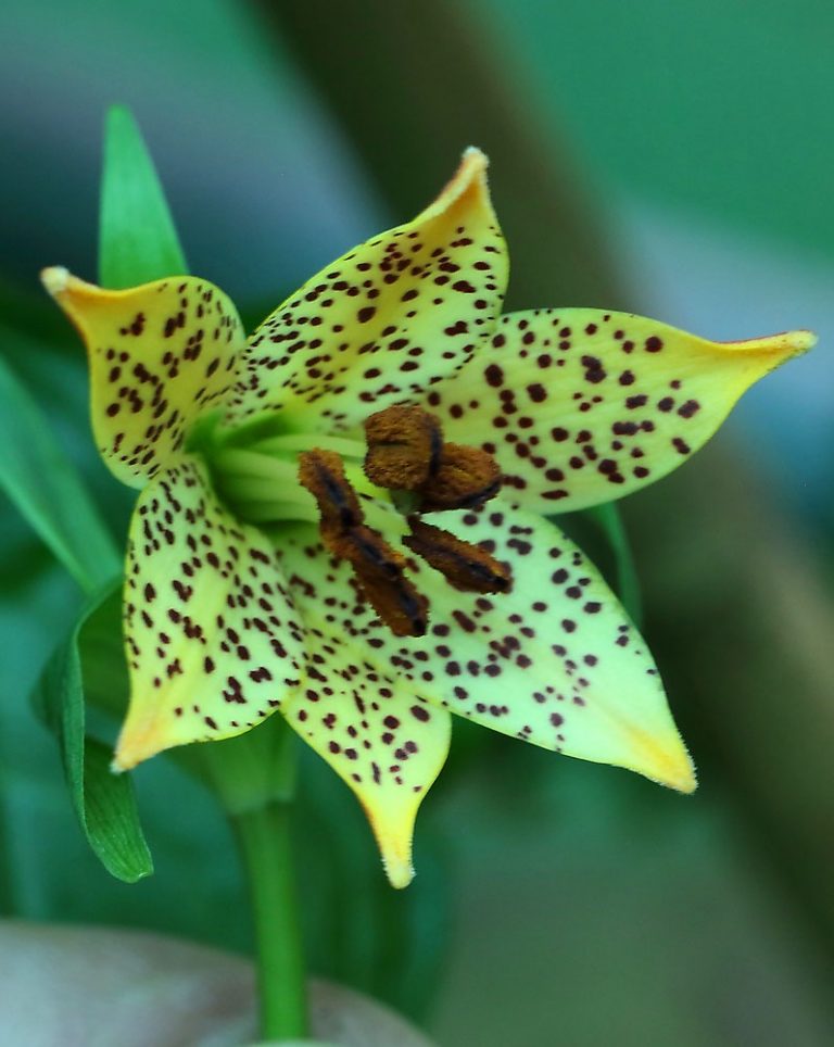 Lilium grayi (bright clones) – Lilium Division IX